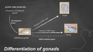 gonad and Sex differentiation in human | PPTX