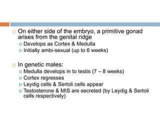 Sex differentiation | PPTX