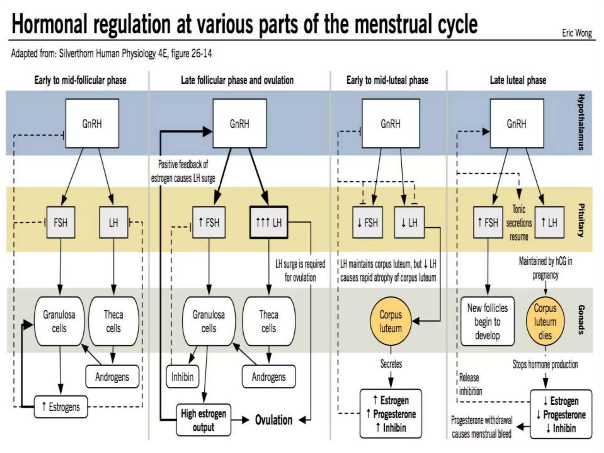 Sex hormone | PPTX