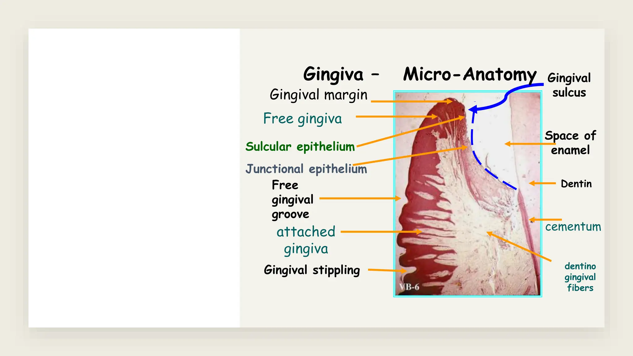 sex hormones and periodontium &its impact on oral diseases.pptx