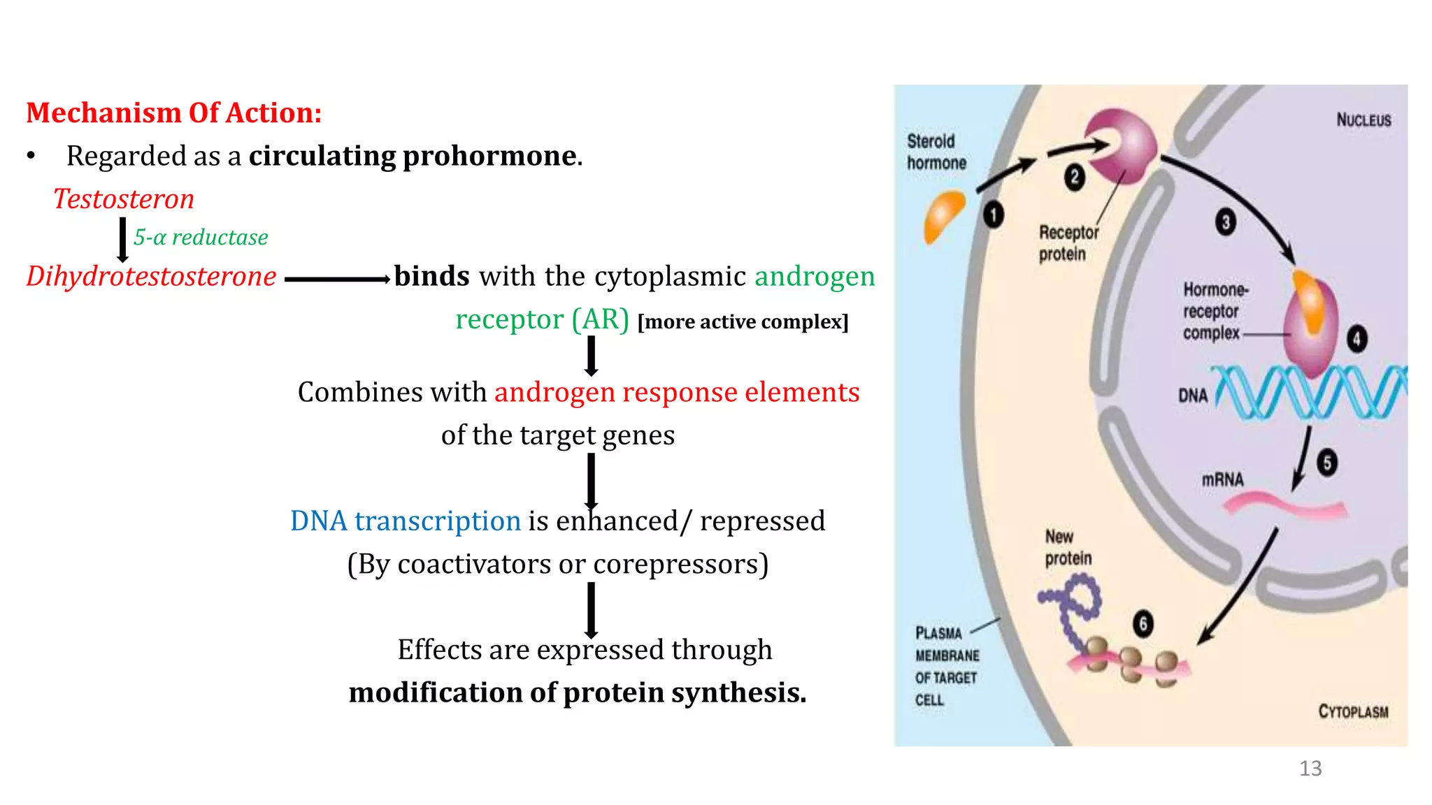 Sex Hormones Male Pptx