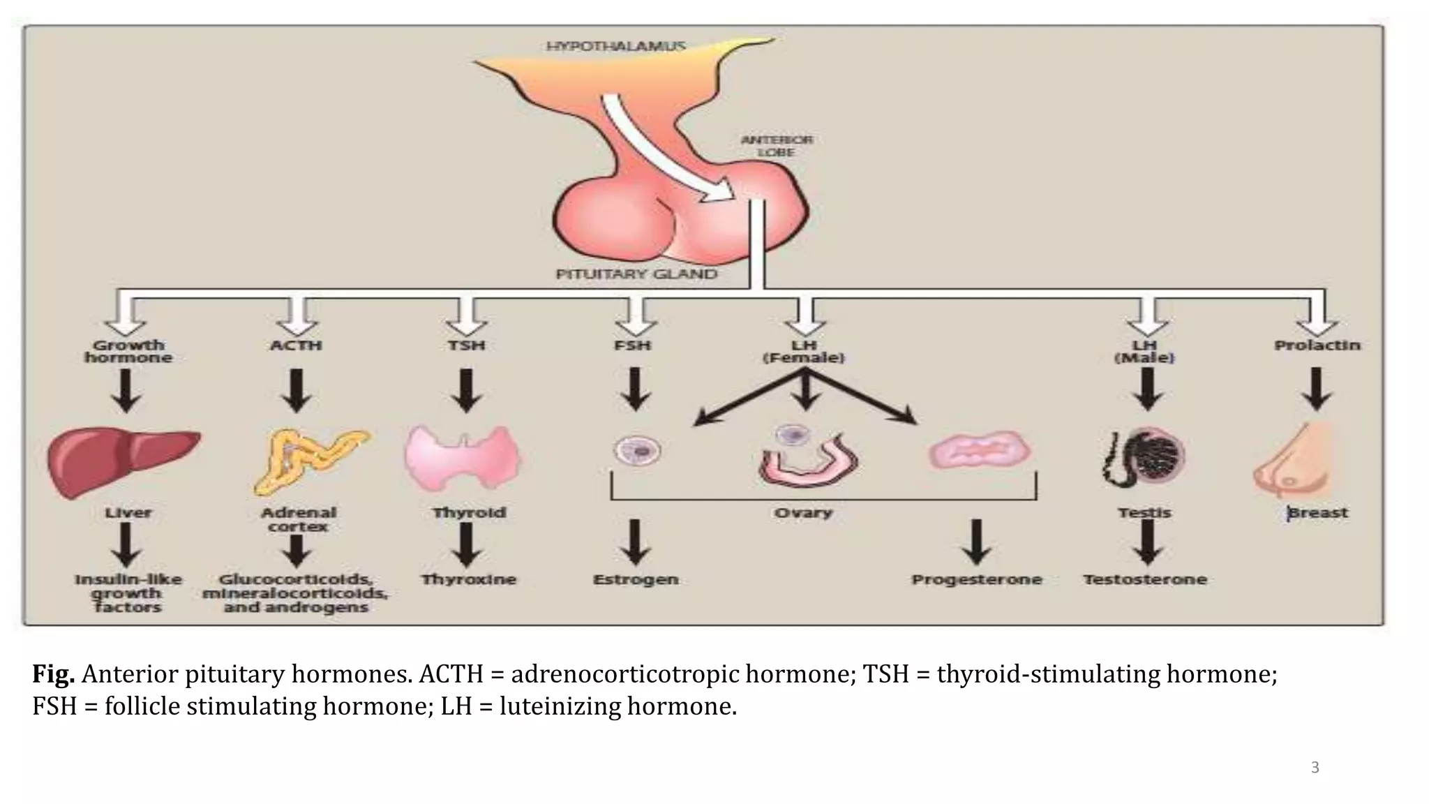 Sex Hormones Male Pptx