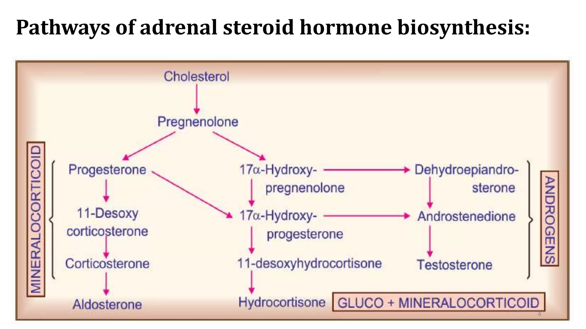 Sex hormones (Male) | PPTX