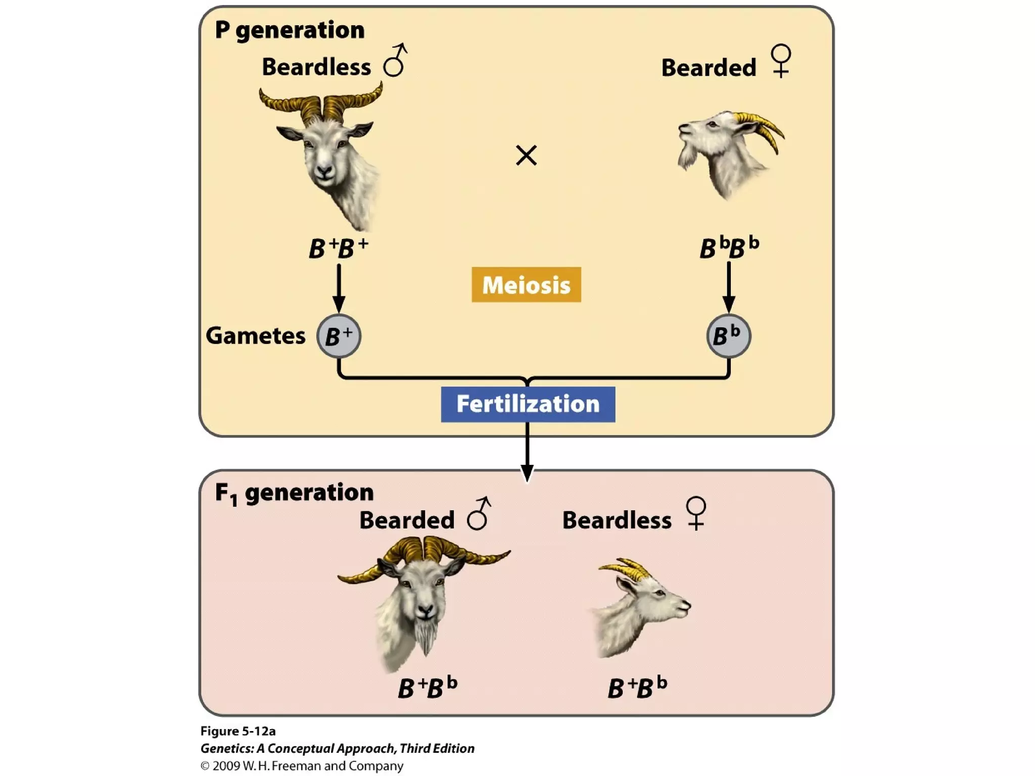 Sex influenced and sex limited traits ppt | PPT