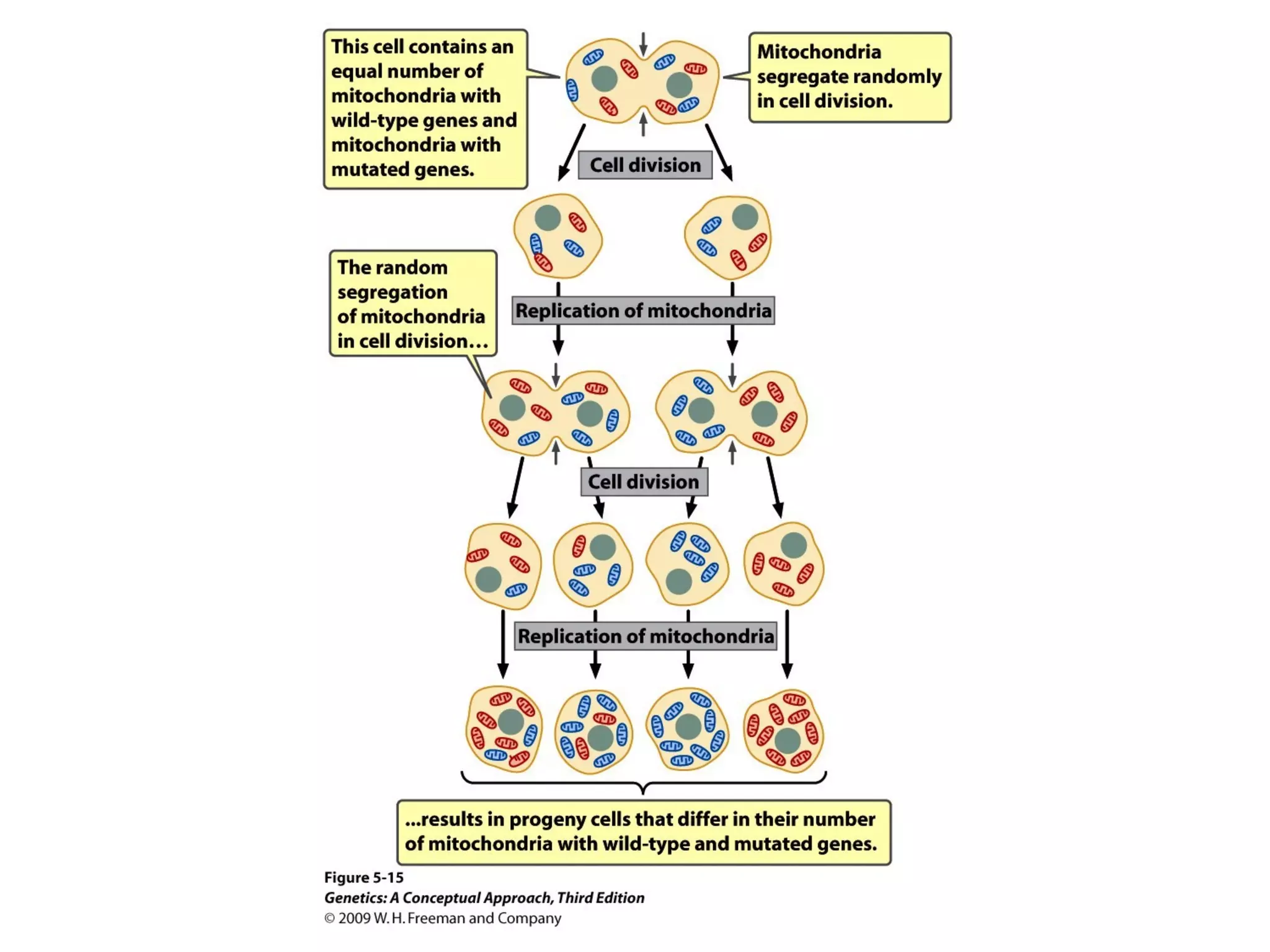 Sex influenced and sex limited traits ppt | PPT