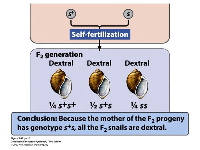 Sex influenced and sex limited traits ppt | PPT | Genetics | Science