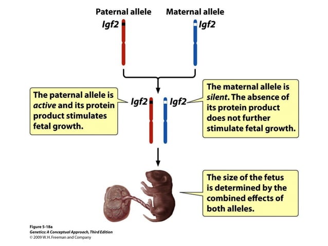 Sex influenced and sex limited traits ppt | PPT | Genetics | Science