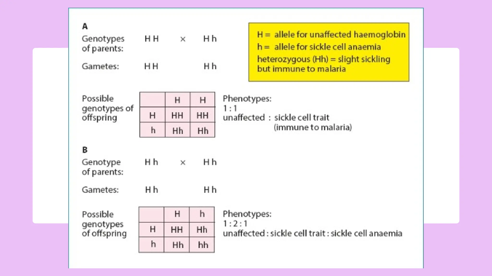 Sex Inheritance Powerpoint 1 Sc Pptx