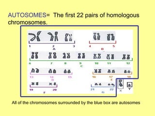 sexlinked colour theory with genetic.ppt