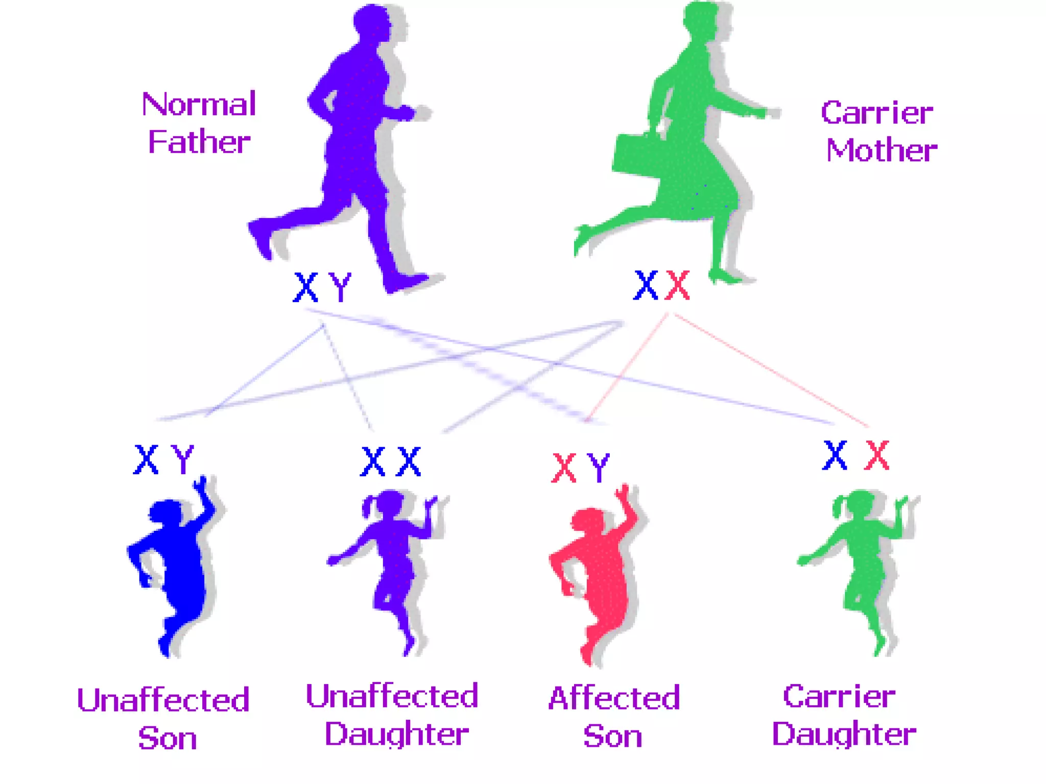 Sex – linked inheritance | PPT