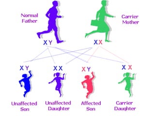 Sex – linked inheritance | PPT