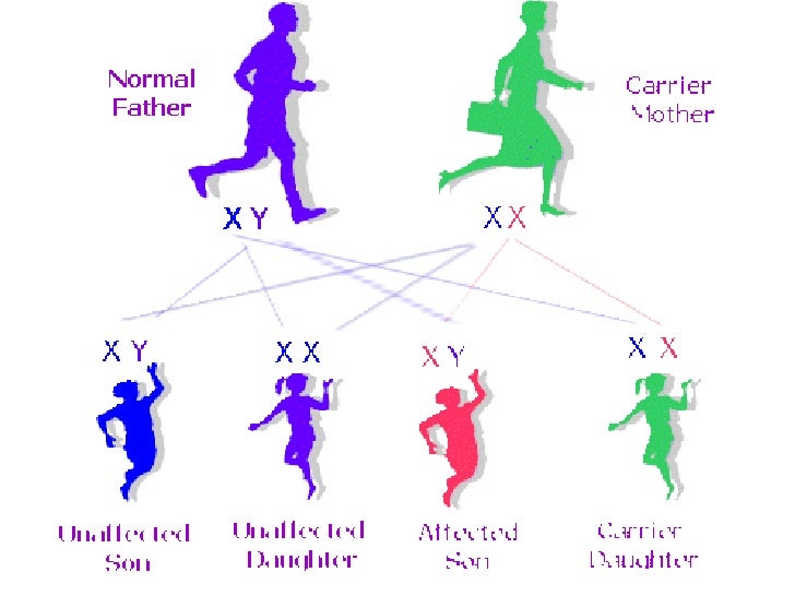 Sex Linked Inheritance