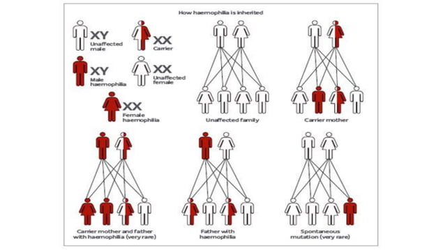 Sex Linked Inheritance Ppt