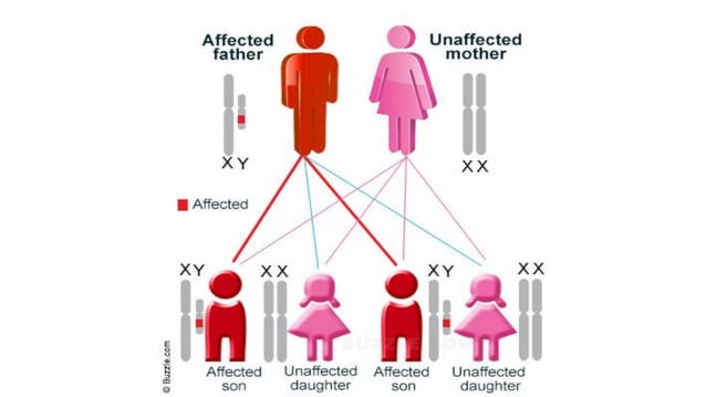 Sex Linked Inheritance Ppt