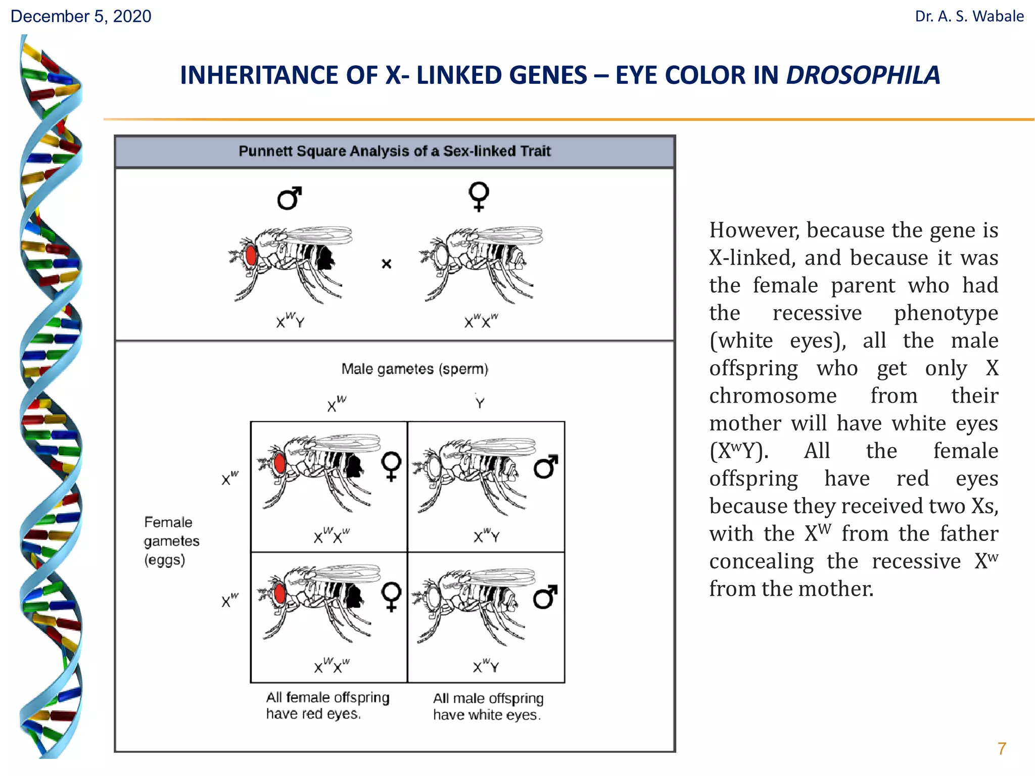 Sex linked inheritance | PPT