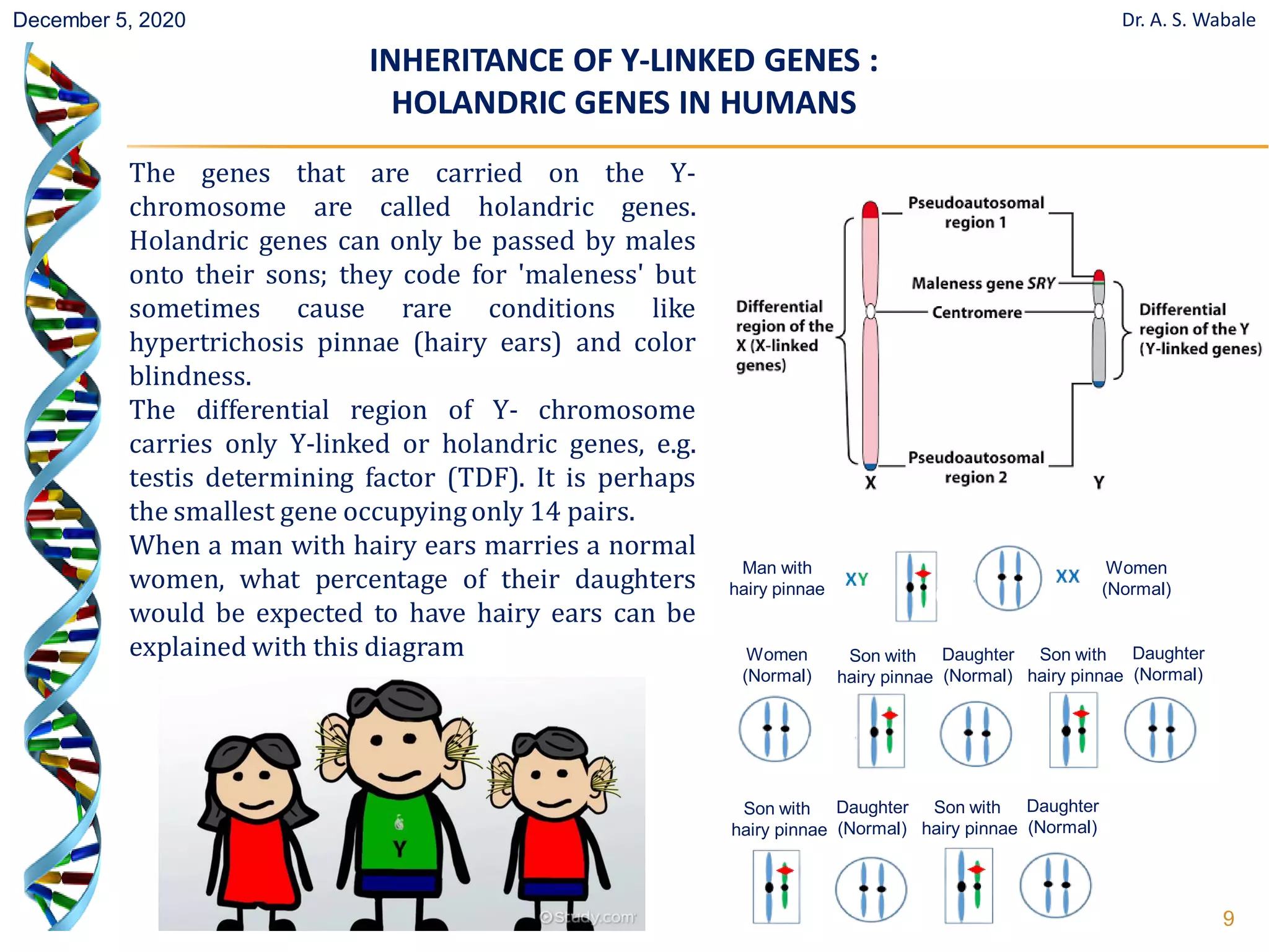 Sex linked inheritance | PDF