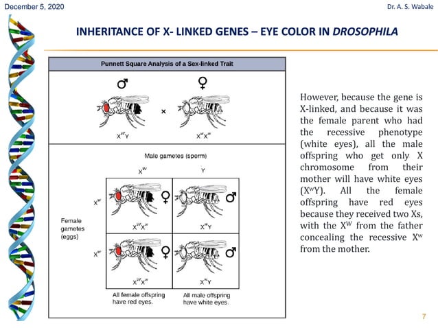 Sex linked inheritance | PPT