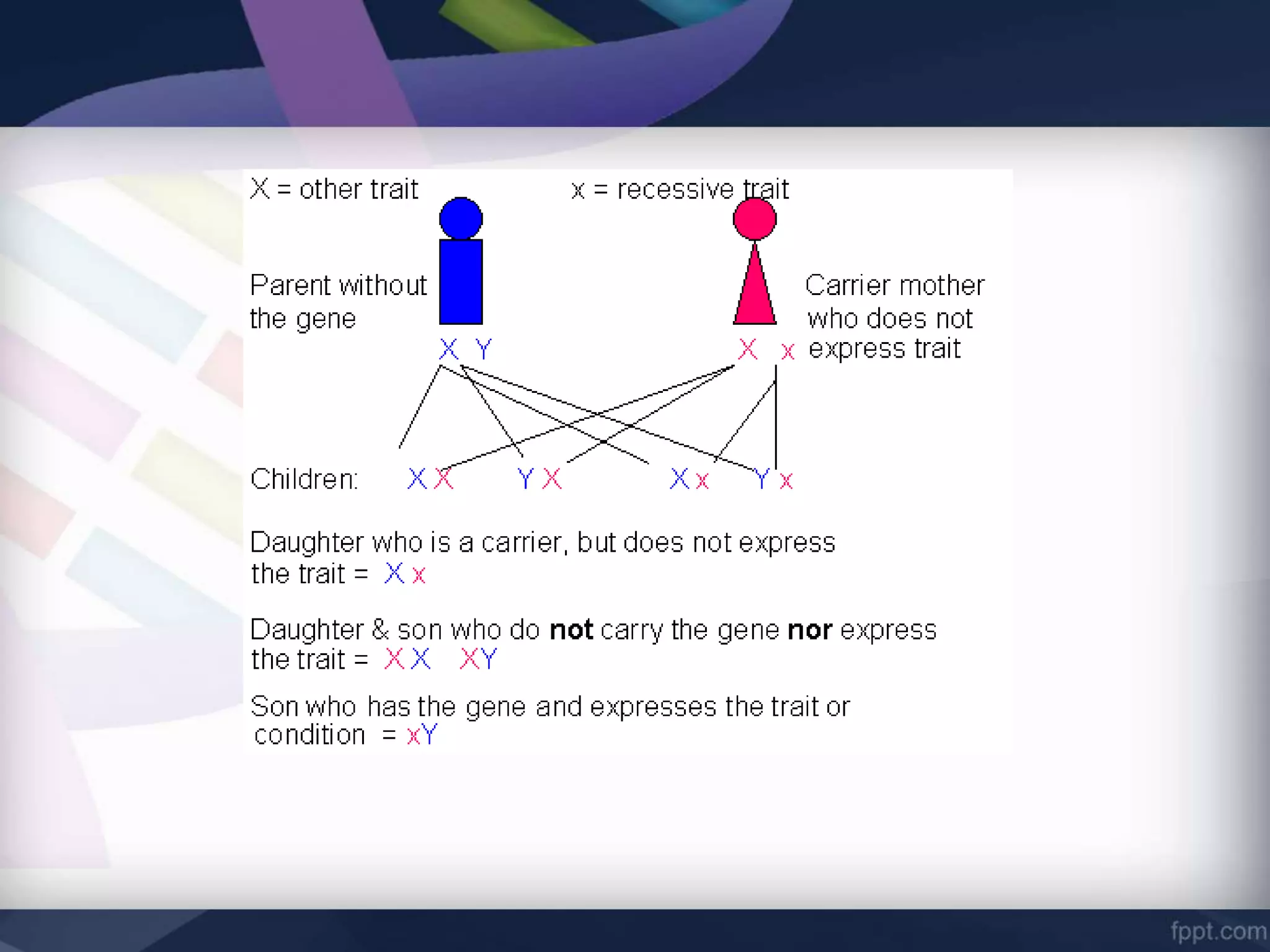 Sex Linked Recessive Inheritence Pptx