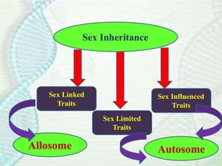 Sex linked, sex influence and sex limited traits. | PPTX