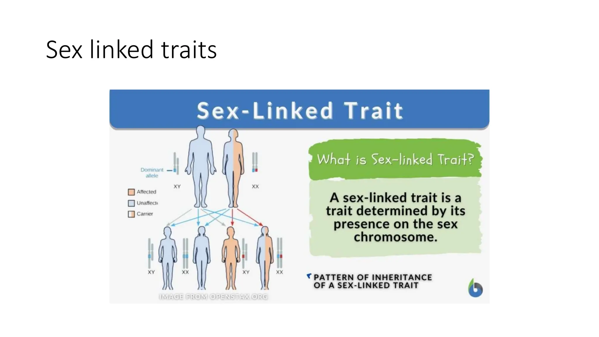 Sex linked Trait and mendals experiment. | PPT | Free Download