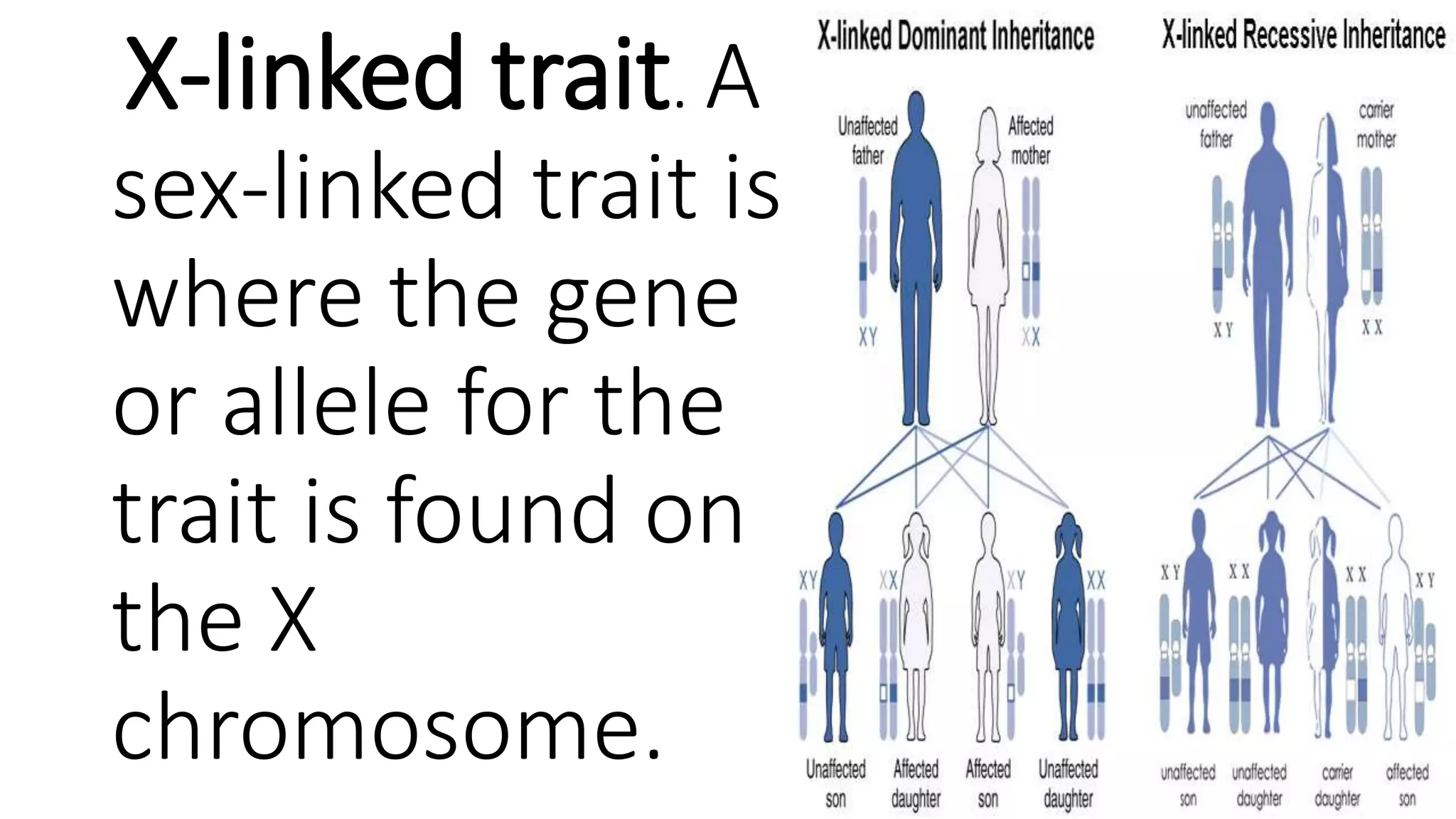 Sex linked traits | PPTX