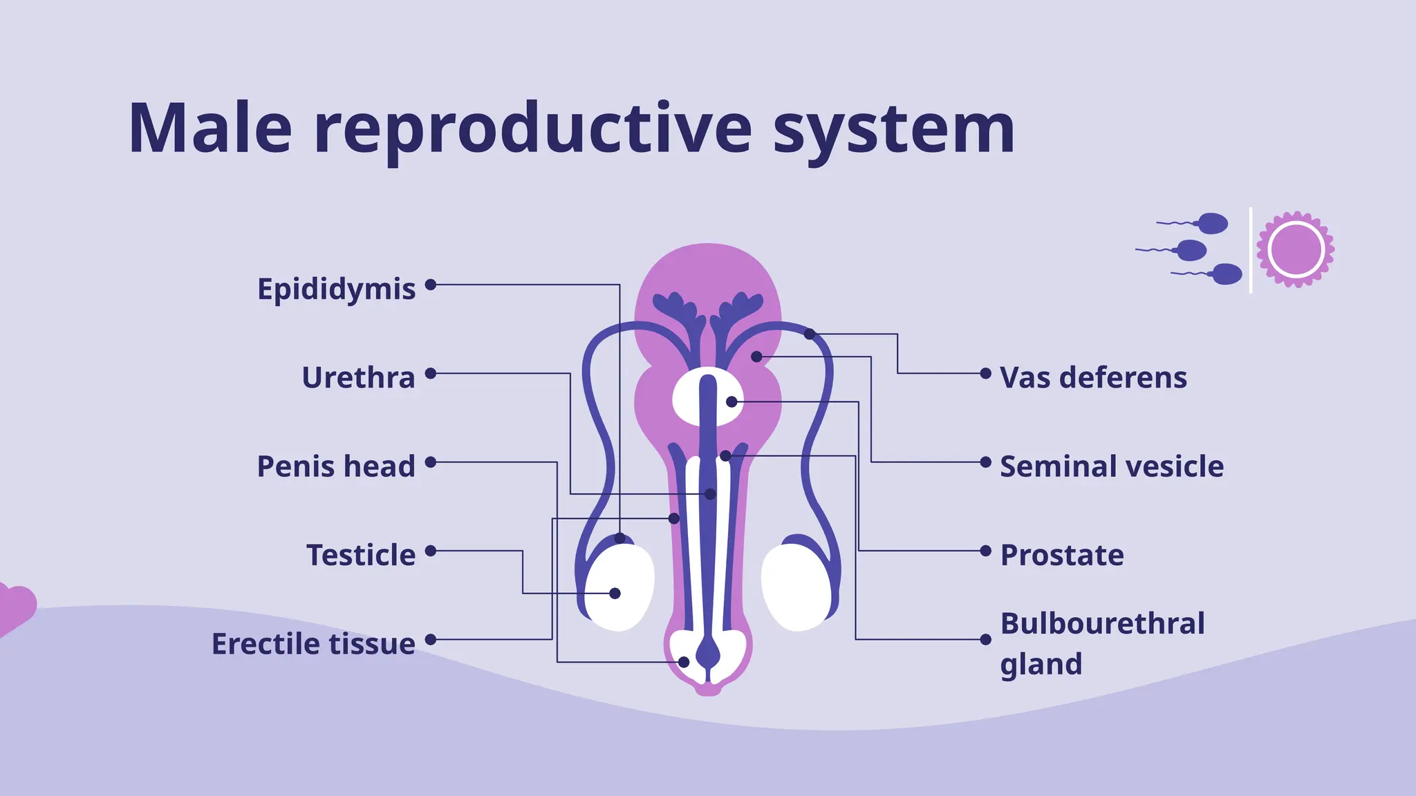 sexual-health-and-reproductive-education-health-11th-grade - Copy (2).pptx