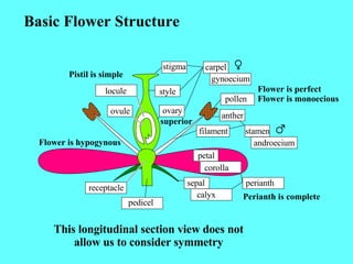 Sexual Reproduction In Flowering Plants | PPT
