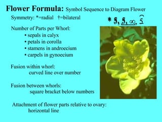 Sexual Reproduction In Flowering Plants | PPT