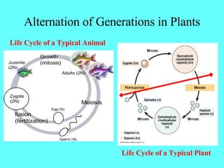 Sexual Reproduction In Flowering Plants | PPT