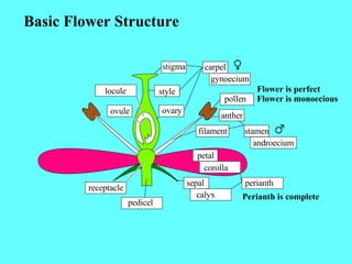 Sexual Reproduction In Flowering Plants | PPT