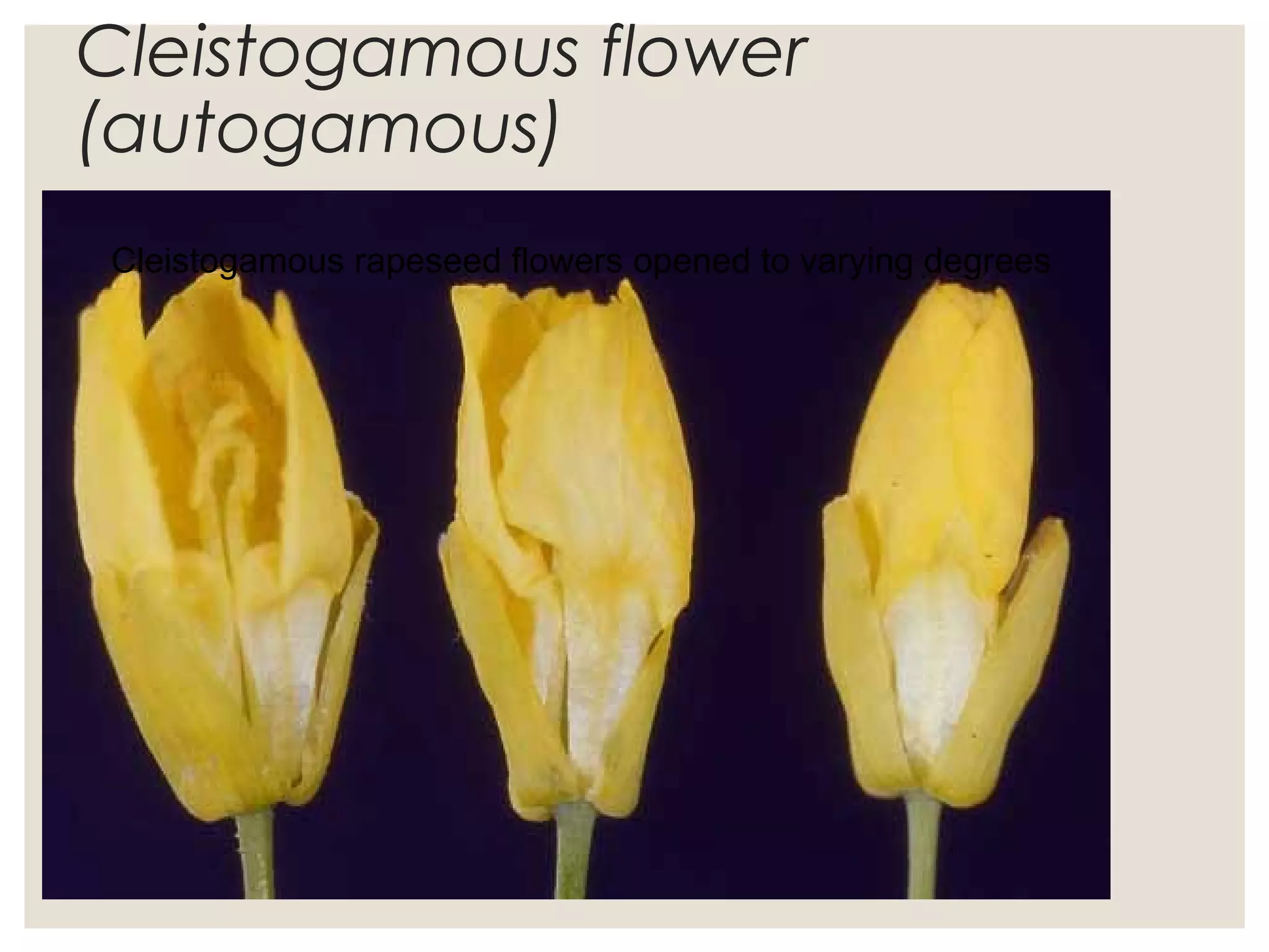 Sexual reproduction-in-flowering-plants | PPT