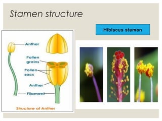 Sexual reproduction-in-flowering-plants | PPT