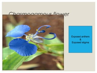 Sexual reproduction-in-flowering-plants | PPT