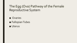 Sexual anatomy pp | PPT
