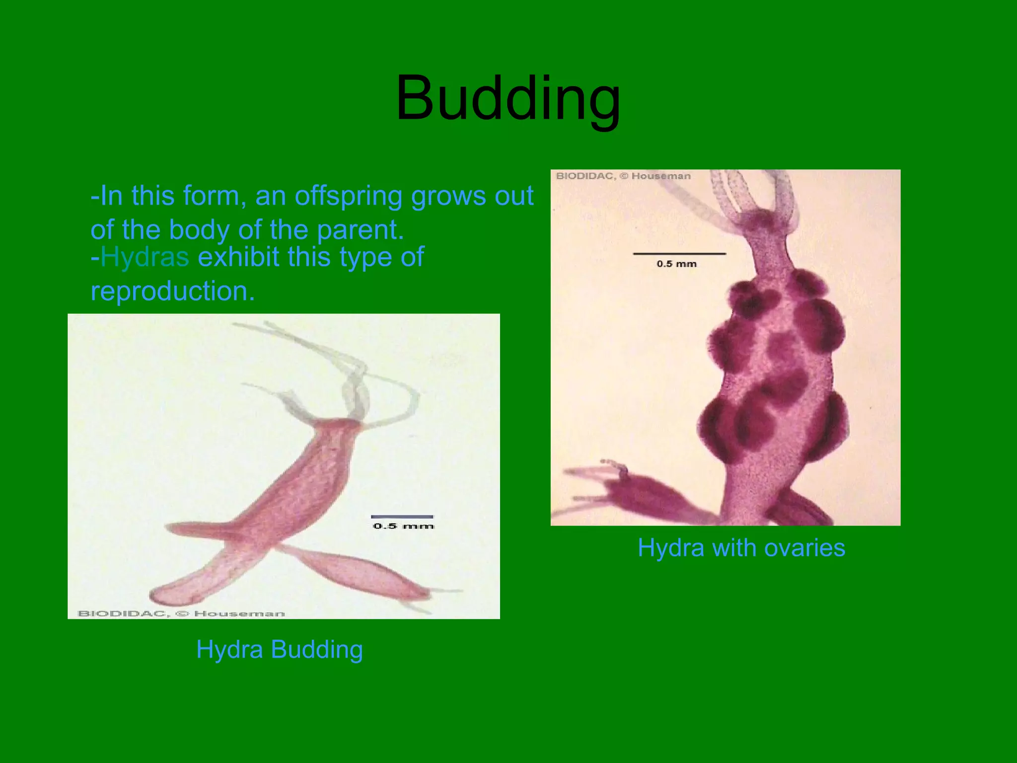 Sexual and asexual | PPT