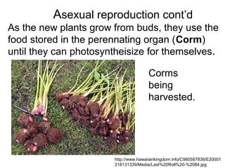 Biology Sexual and asexual reproduction | PPT