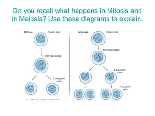 Is Mitosis Asexual