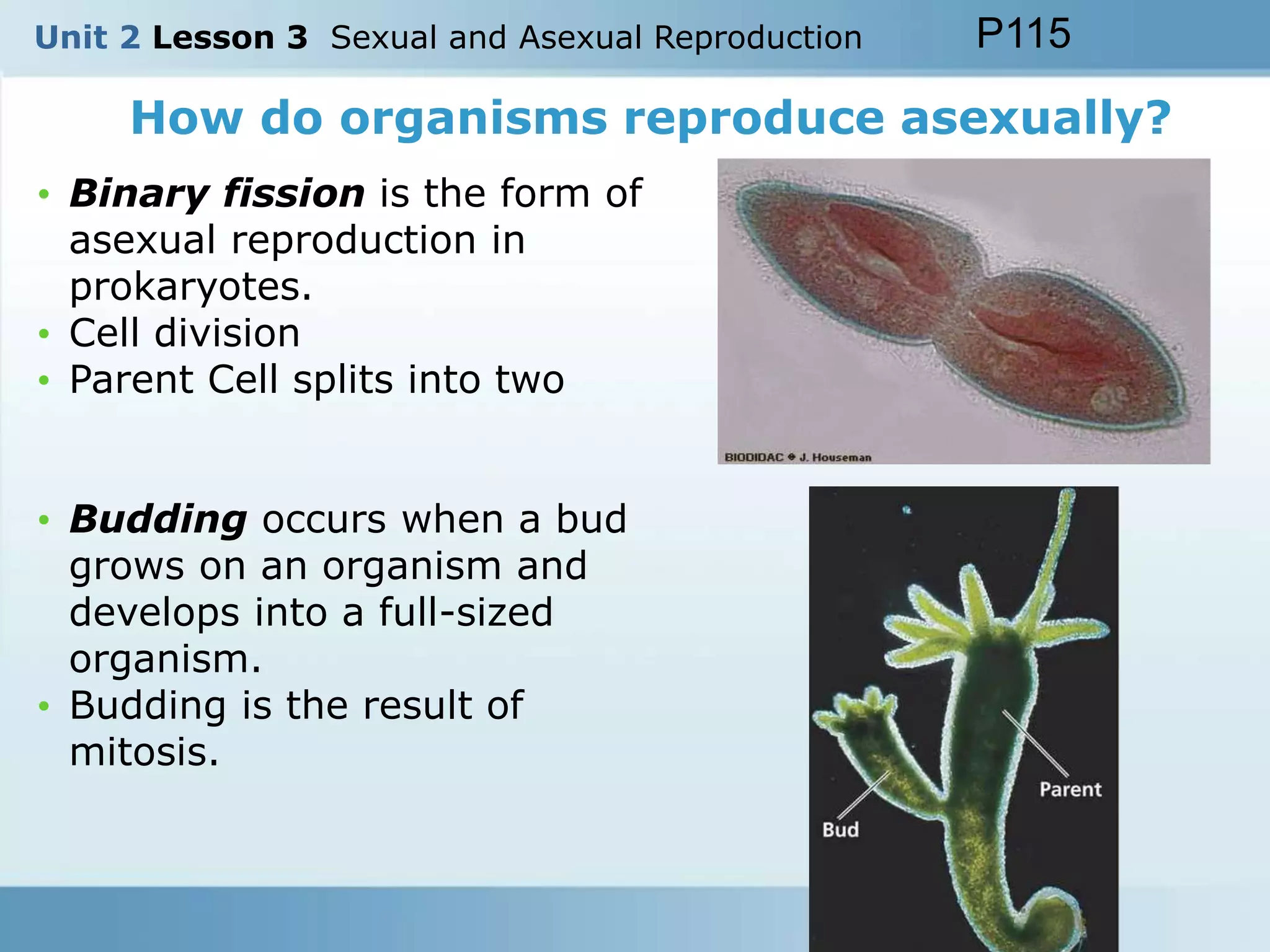 Sexual and Asexual Reproduction.ppt