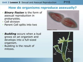 Sexual and Asexual Reproduction.ppt