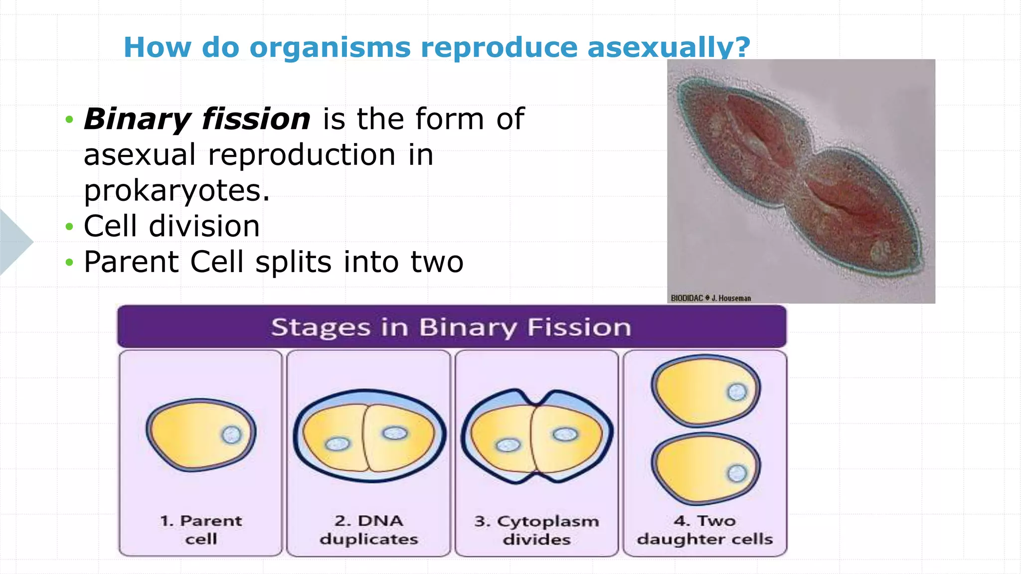 Sexual and Asexual Reproduction.pptx