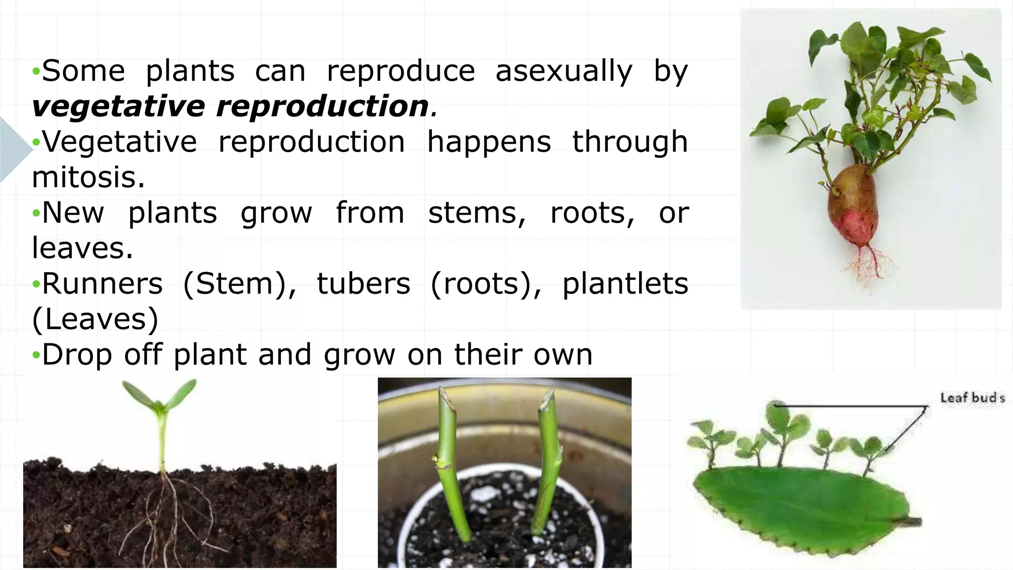 Sexual and Asexual Reproduction.pptx