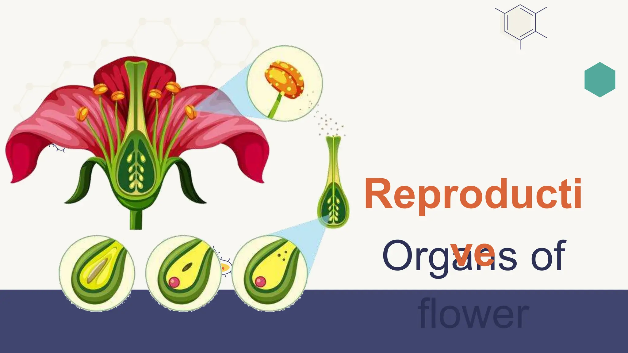 Sexual and Asexual Reproduction.pptx
