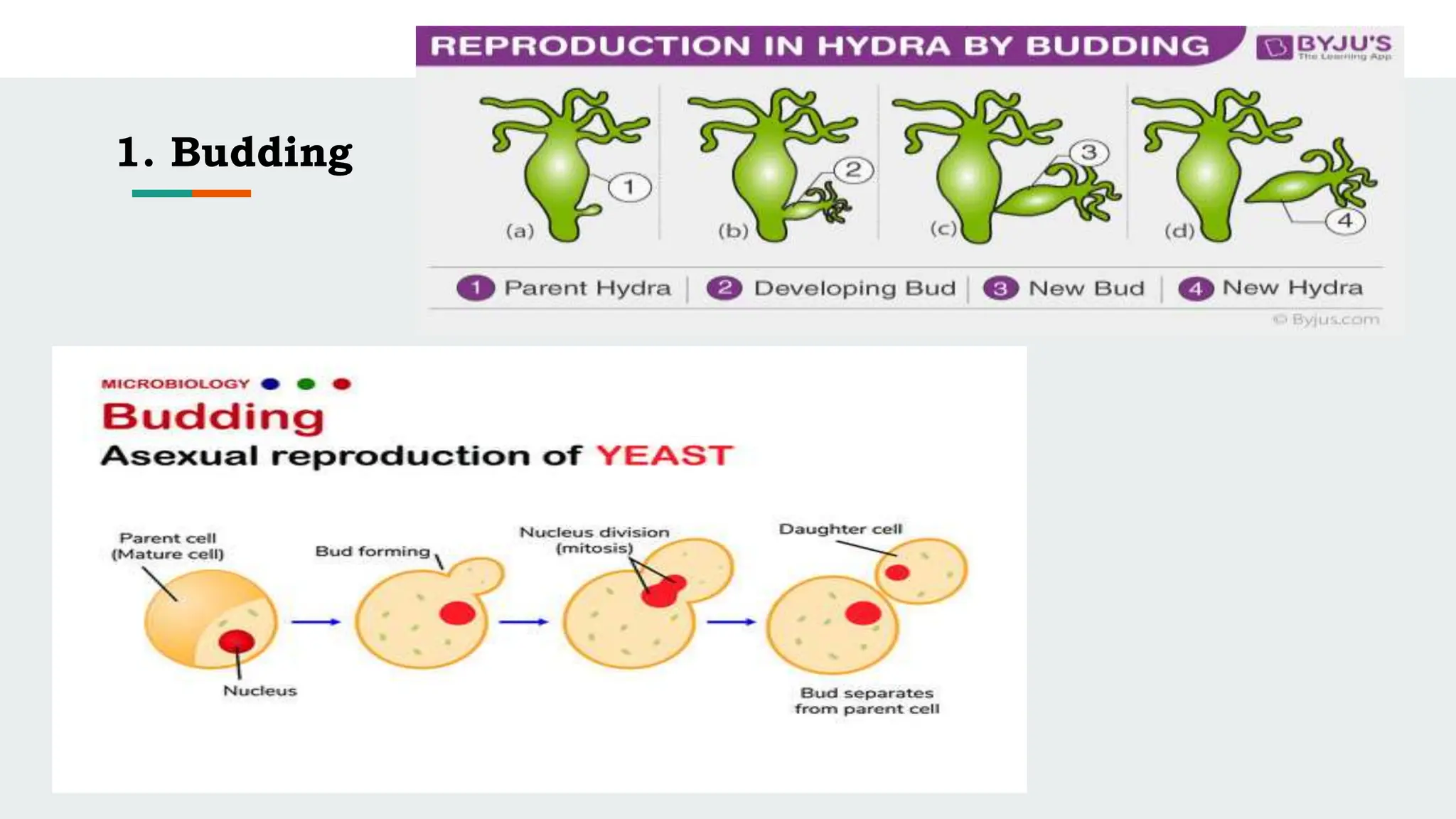 Sexual and Asexual Reproduction.pptx