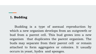 Sexual and Asexual Reproduction.pptx