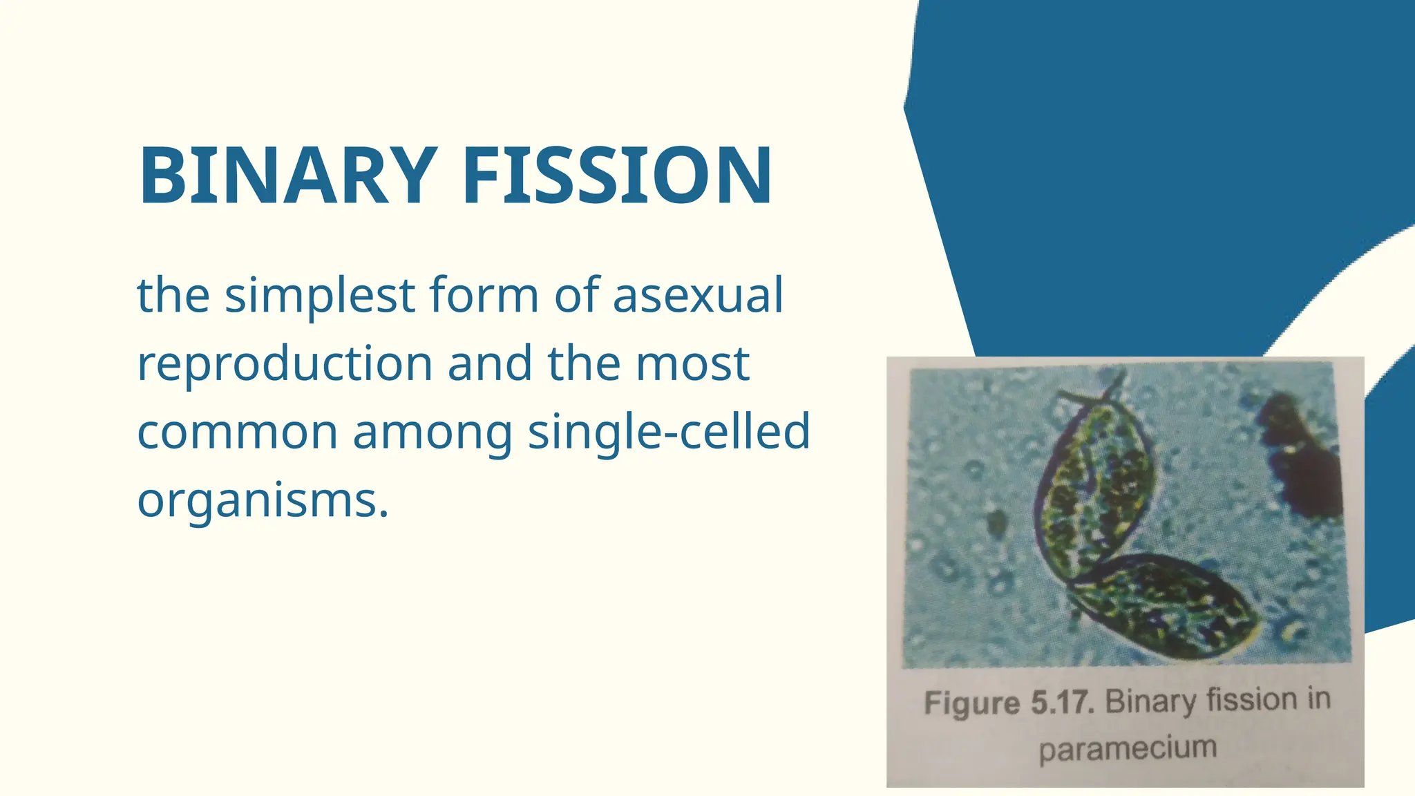 Sexual And Asexual Reproduction Grade 7n Pptx
