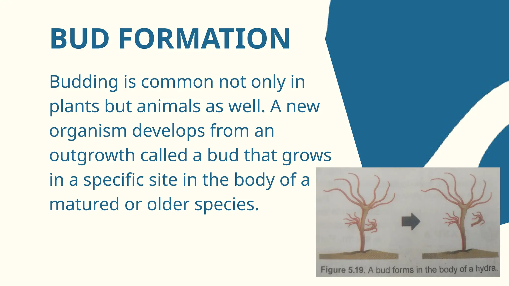 SEXUAL AND ASEXUAL Reproduction grade 7n.pptx