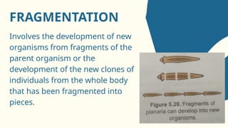 SEXUAL AND ASEXUAL Reproduction grade 7n.pptx