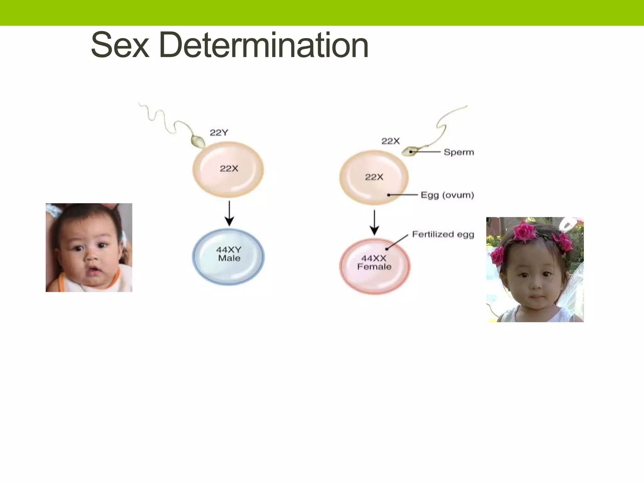 Sexual and asexual reproduction biota ed_pascual | PPT