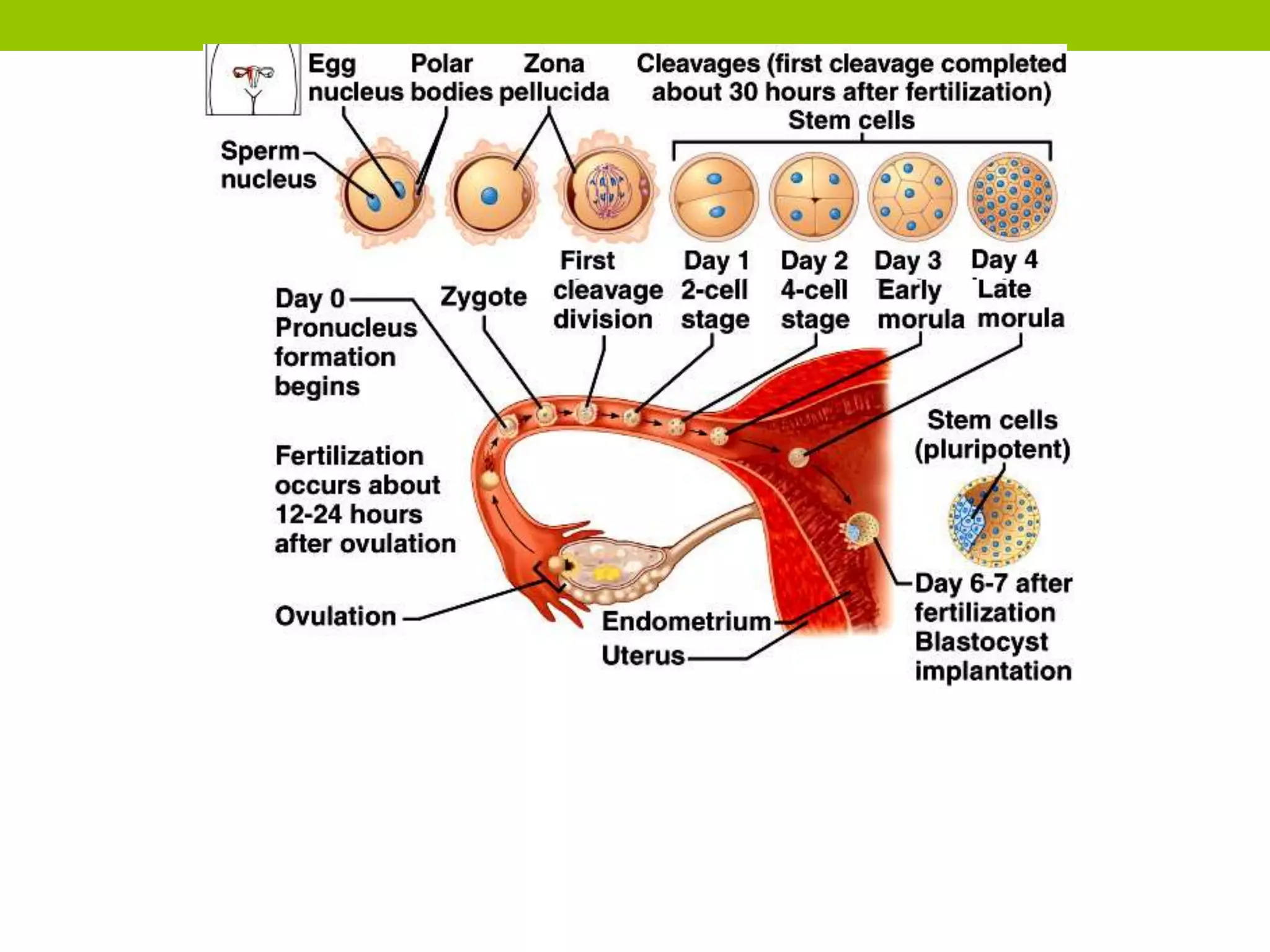 Sexual and asexual reproduction biota ed_pascual | PPT