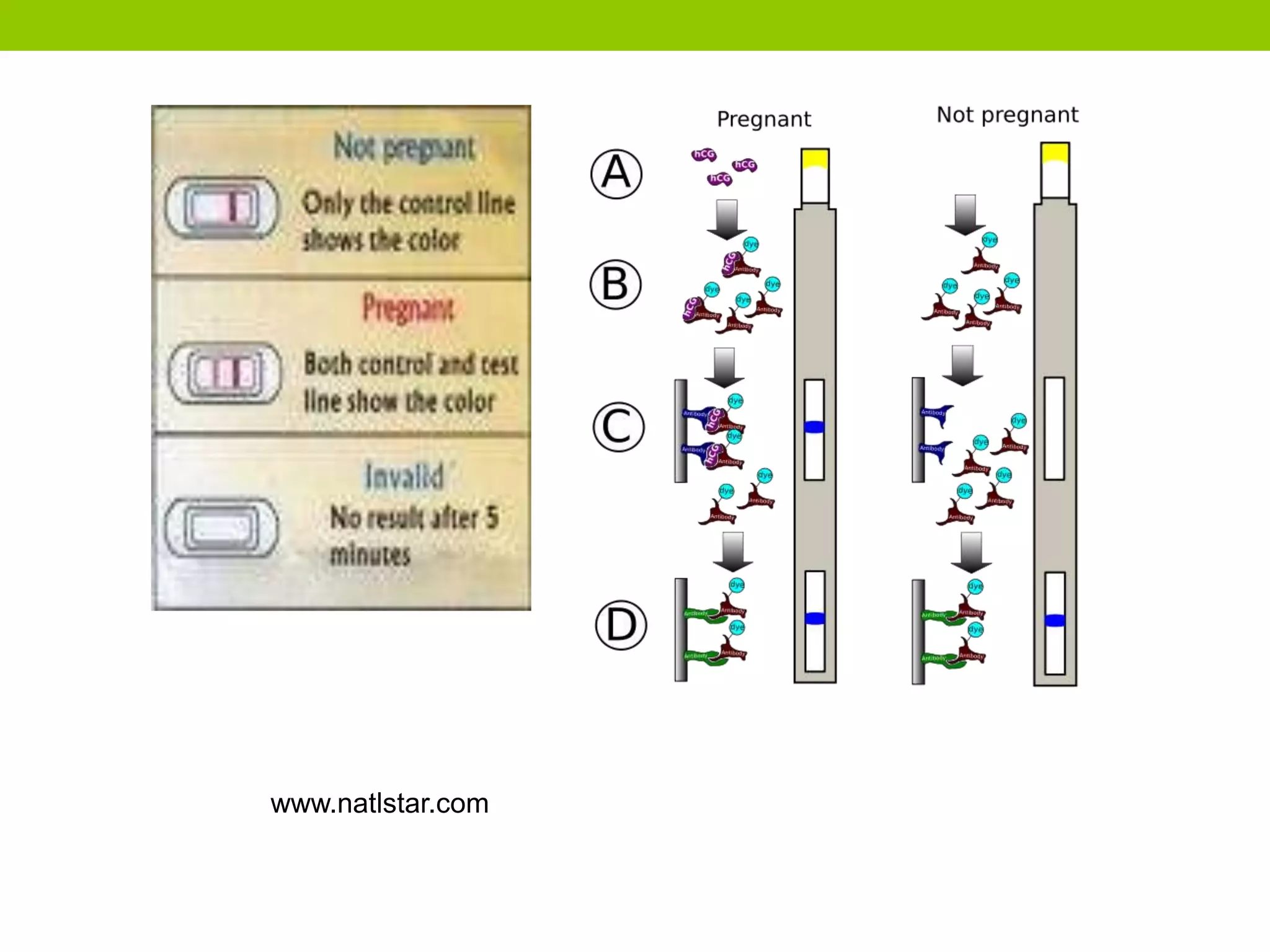 Sexual and asexual reproduction biota ed_pascual | PPT